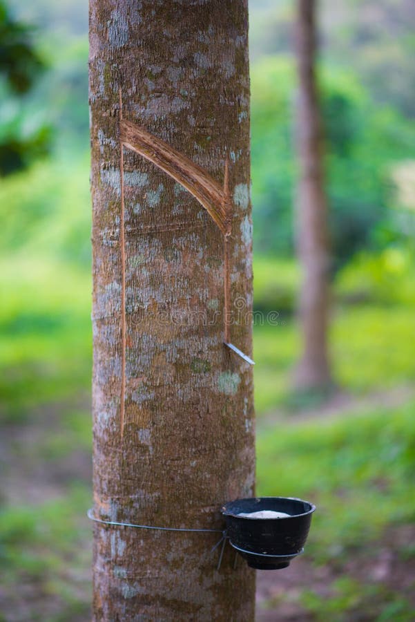 Latex from Natural Rubber Tree Stock Image - Image of tree, bowl: 48857653