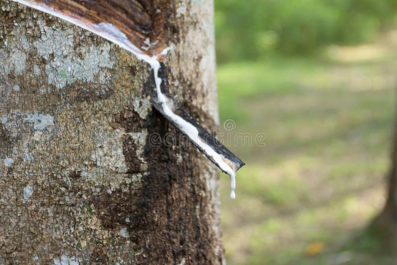 Latex of Para Rubber from Rubber Tree Stock Photo - Image of green ...