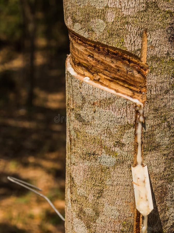 Latex of Para Rubber from Rubber Tree or Hevea Brasiliensis Stock Photo ...