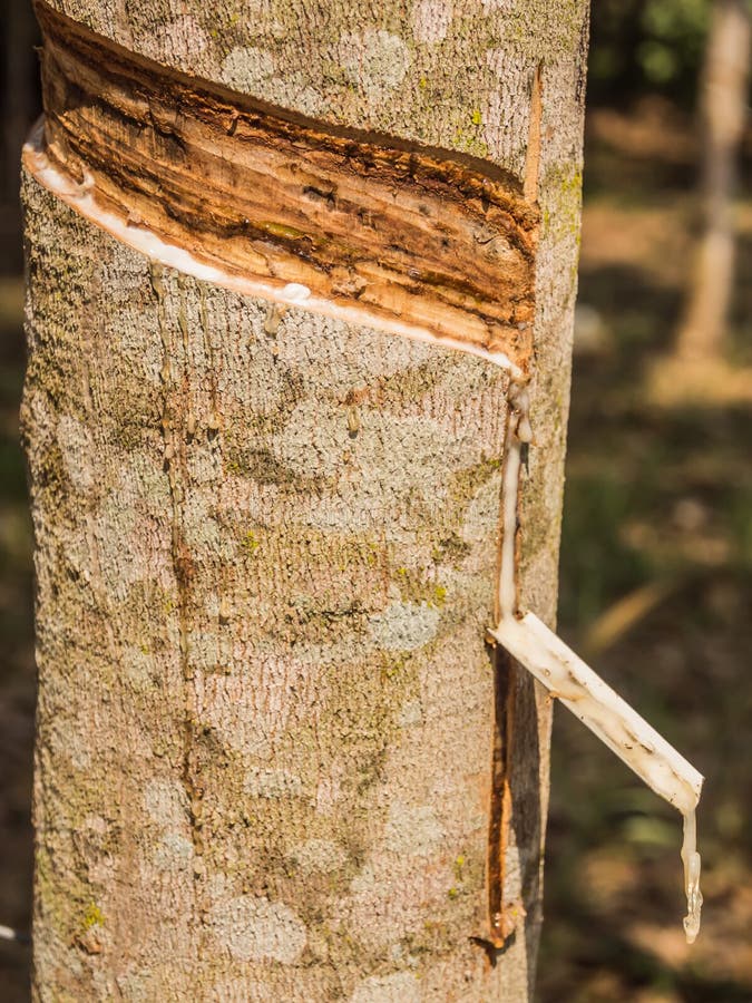 Latex of Para Rubber from Rubber Tree or Hevea Brasiliensis Stock Photo ...