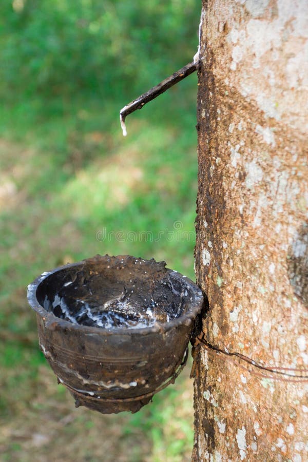 Latex of Para Rubber from Rubber Tree Stock Image - Image of garden ...