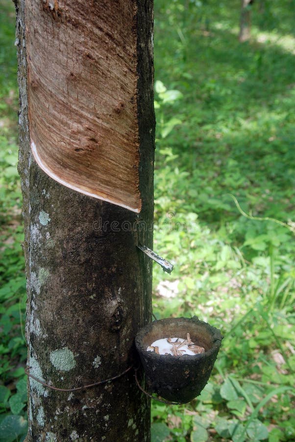Rubber Tree Natural Latex Extraction Stock Photo - Image of elastic ...