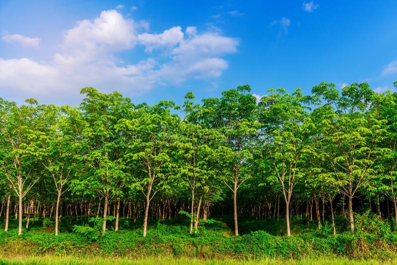 Rubber Plantations