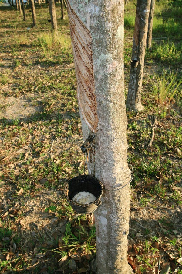 34+ Latex rubber tree cut Free Stock Photos - StockFreeImages