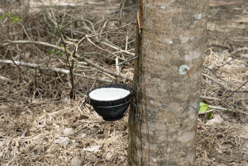 Latex of Rubber Tree in the Pot Flowing Down Along the Drill Line ...