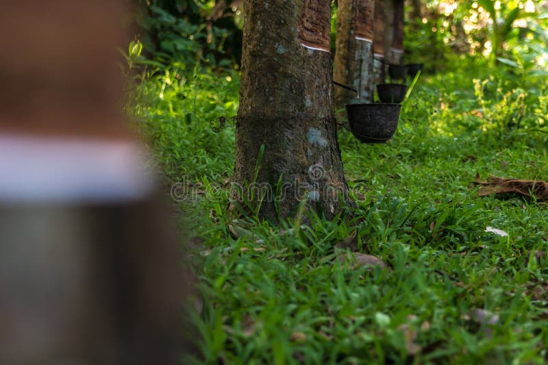 Latex Rubber Tree S Line Up Stock Photo - Image of asia, white: 276865444