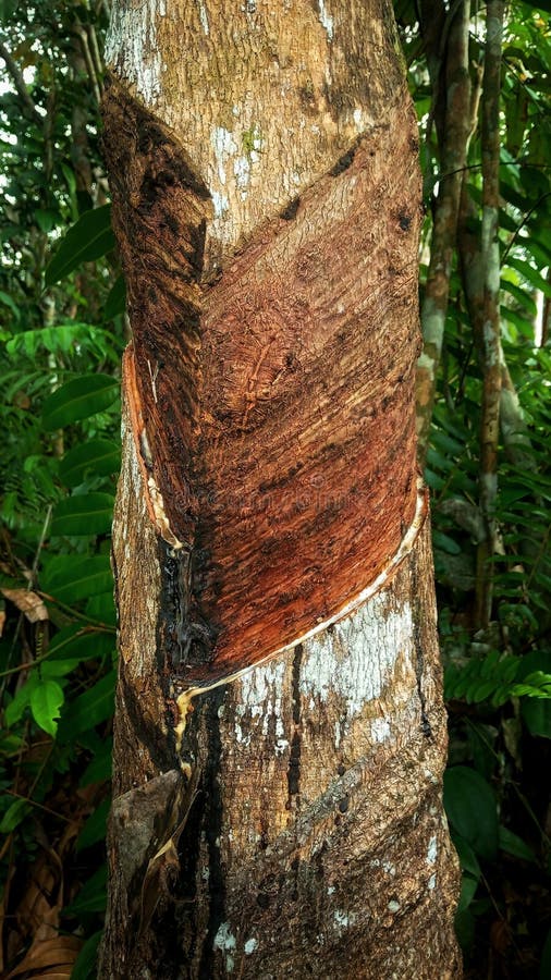 Latex Tree Texture Seen Up Close Stock Photo - Image of close, texture ...