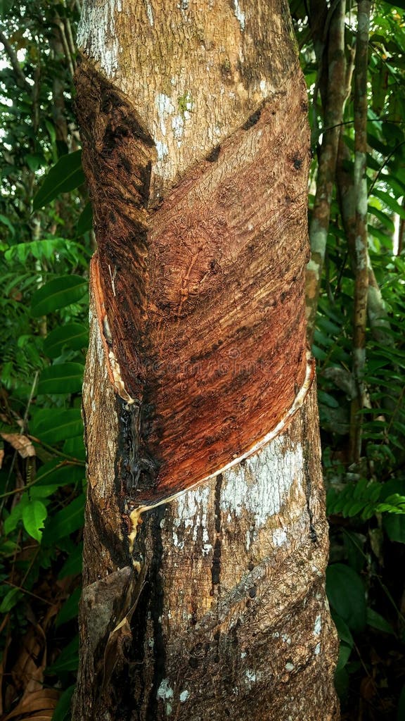 Latex Tree Texture Seen Up Close Stock Photo - Image of close, texture ...