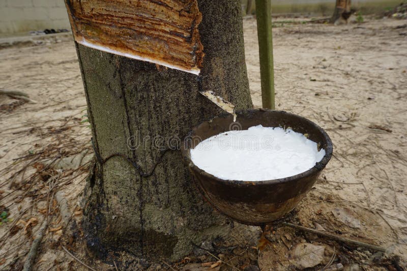Latex stock image. Image of rubber, tree, water, flows - 69227623