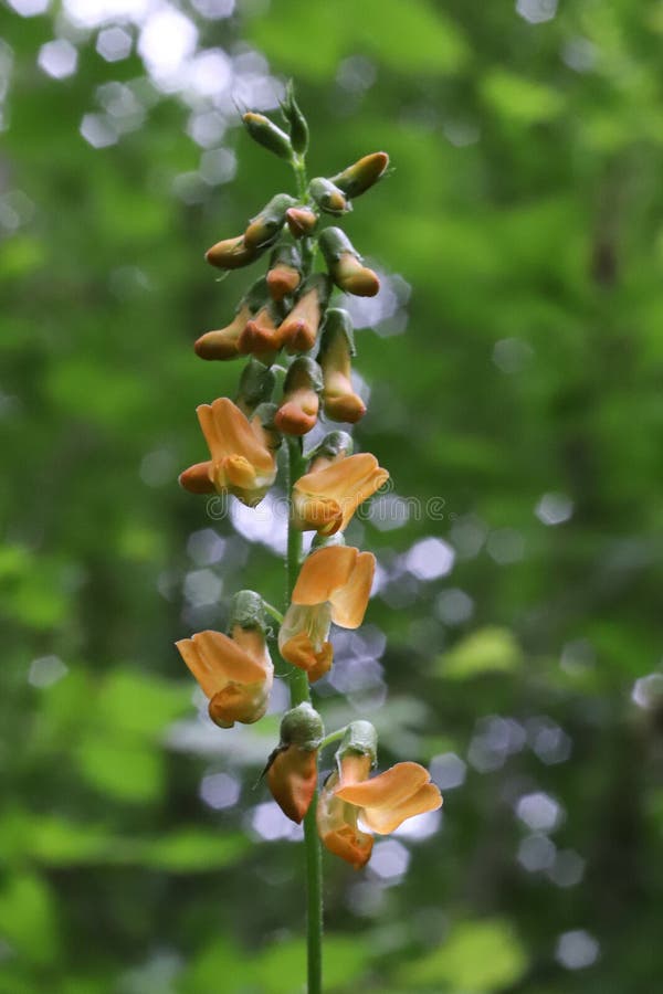 Lathyrus aureus, Fabaceae. stock photo. Image of plants - 384546614