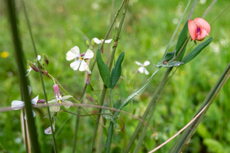 Lathyrus Cicera, Fabaceae. Wild Plant Shot in Spring Stock Photo ...