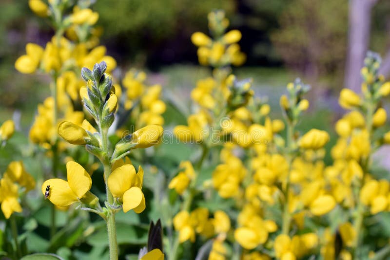 Lathyrus davidii stock photo. Image of flora, petals - 94307004