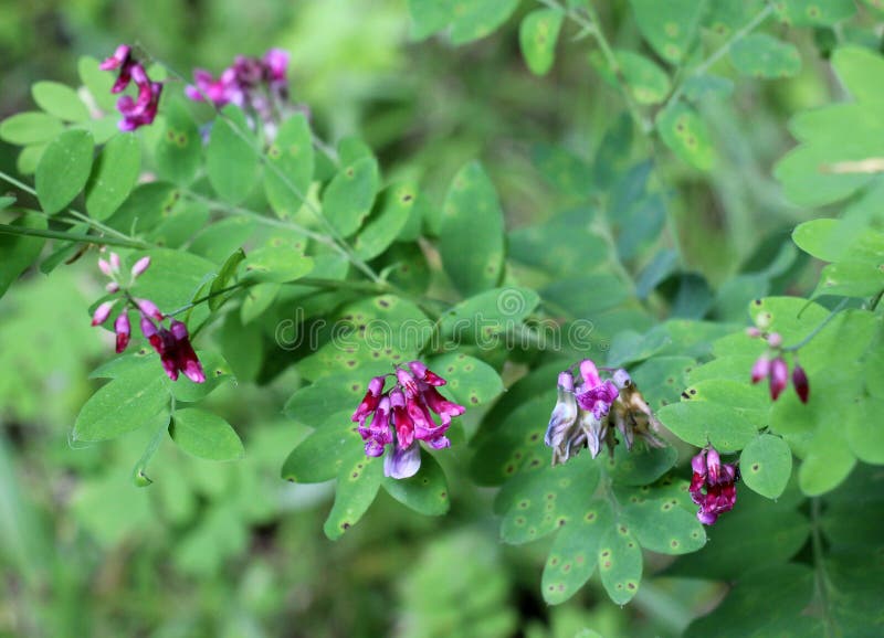 Lathyrus Niger Grows in the Wild Nature of the Forest Stock Image ...