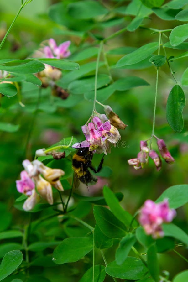 Lathyrus Niger Grows in the Wild Nature of the Forest in Spring Stock ...