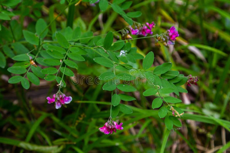 Lathyrus Niger Grows in the Wild Nature of the Forest in Spring Stock ...