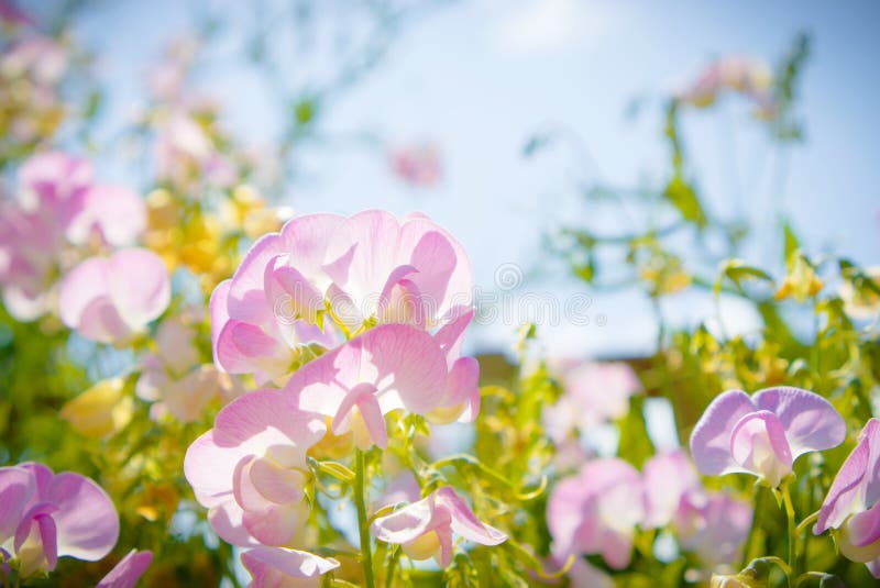 Lathyrus-odoratus Oder Edelwicke Stockfoto - Bild von nahaufnahme ...