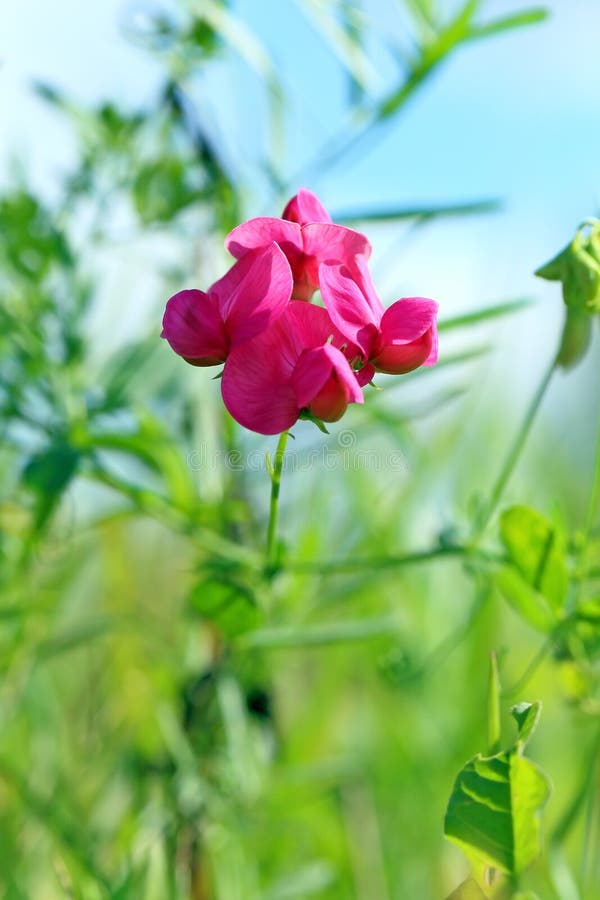 Lathyrus Tuberosus - Wild Flower Stock Image - Image of plant, flora ...