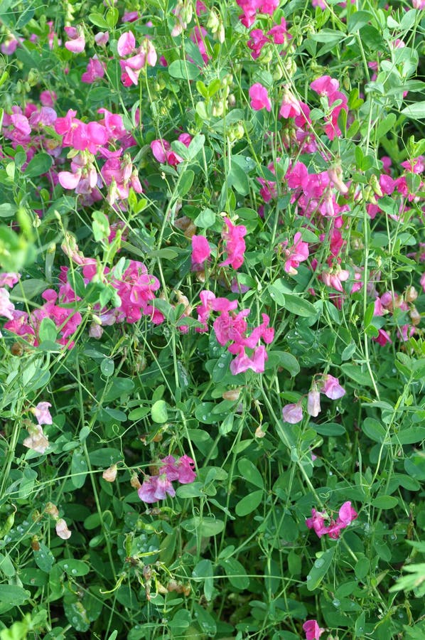 Lathyrus Tuberosus - Wild Flower Stock Photo - Image of flora, flower ...