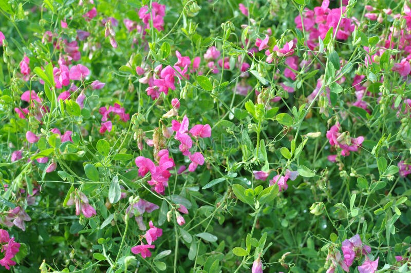 Lathyrus Tuberosus - Wild Flower Stock Photo - Image of flora, flower ...