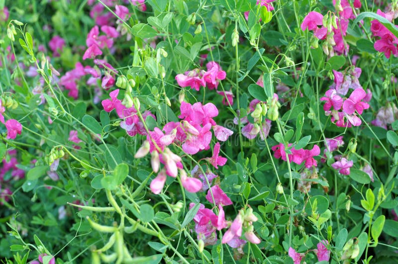 Lathyrus Tuberosus - Wild Flower Stock Photo - Image of flora, flower ...