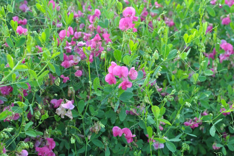 Lathyrus Tuberosus - Wild Flower Stock Photo - Image of bloom, species ...