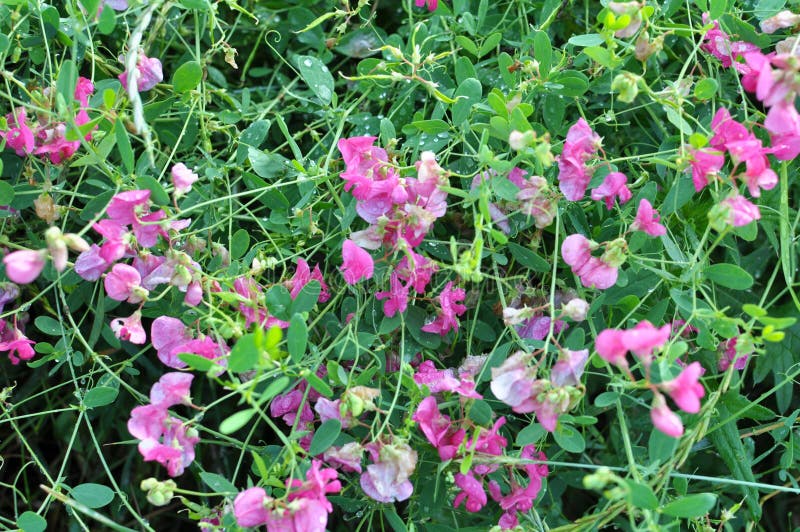 Lathyrus Tuberosus - Wild Flower Stock Photo - Image of flora, flower ...