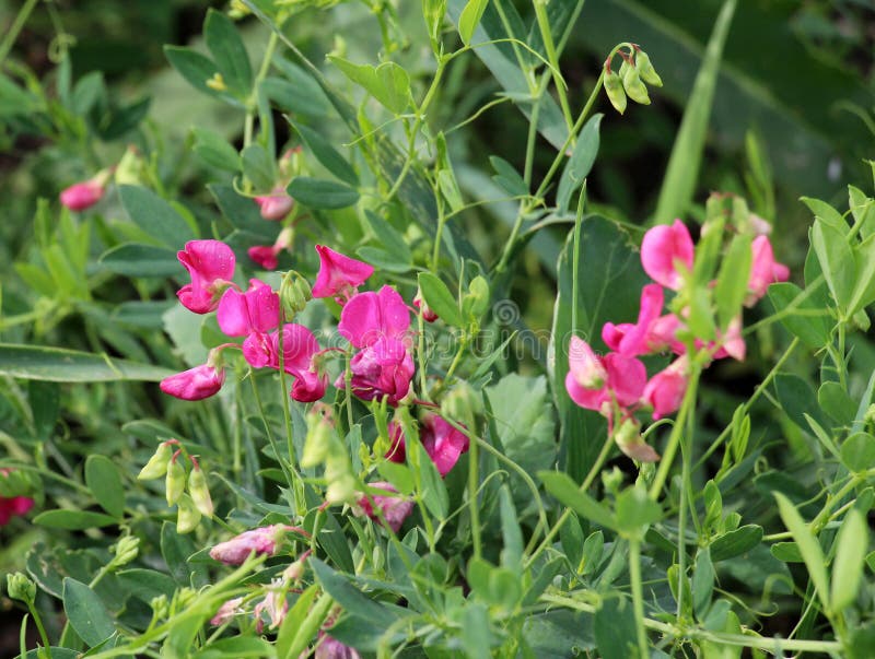 Lathyrus Tuberosus - Wild Flower Stock Photo - Image of flora, flower ...