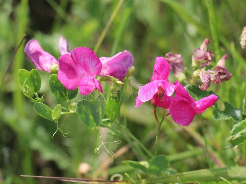 Lathyrus Tuberosus - Wild Flower Stock Photo - Image of flora, flower ...