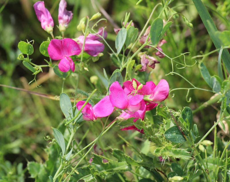 Lathyrus Tuberosus - Wild Flower Stock Photo - Image of flora, flower ...