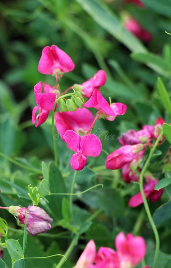 Lathyrus Tuberosus - Wild Flower Stock Image - Image of plant, flora ...