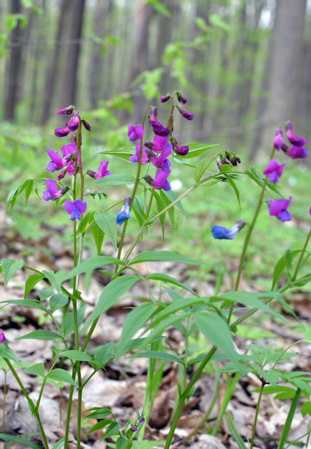Lathyrus Vernus Blooms in Spring in the Forest Stock Image - Image of ...