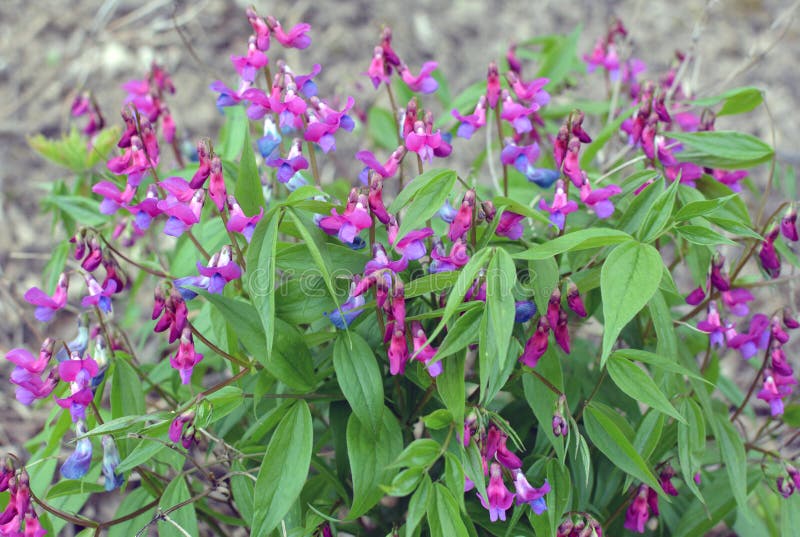 Lathyrus Vernus Blooms in Spring in the Forest Stock Image - Image of ...