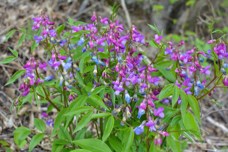 Lathyrus Vernus in Bloom, Early Spring Vechling Flower with Blosoom and ...