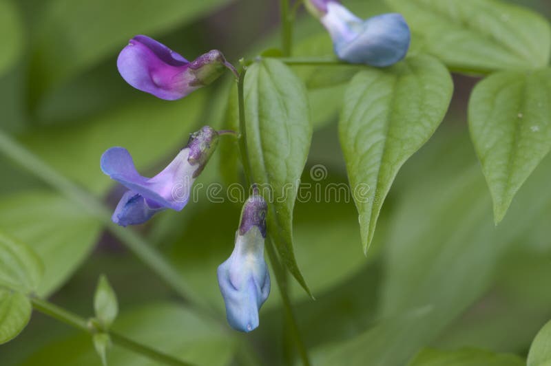 Lathyrus Vernus in Bloom, Early Spring Vechling Flower with Blosoom and ...