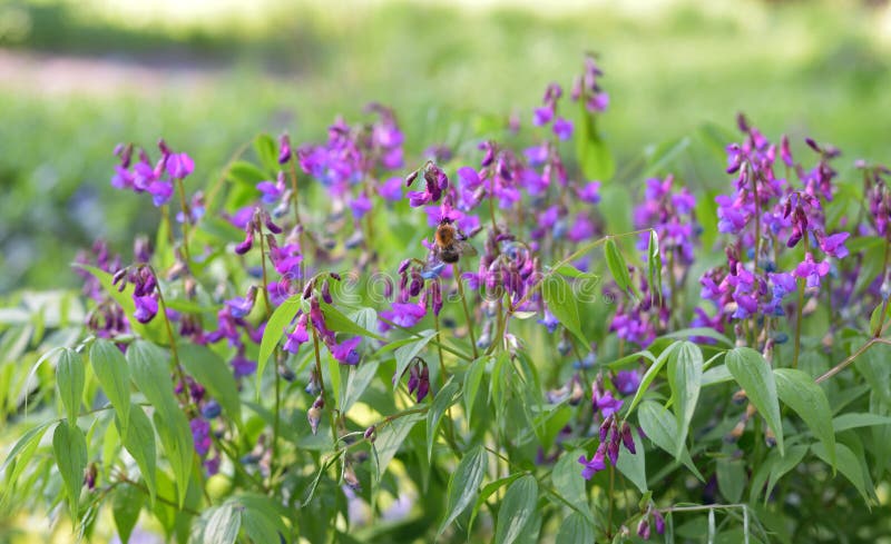 Lathyrus Vernus (spring Vetchling or Spring Pea) Stock Photo - Image of ...