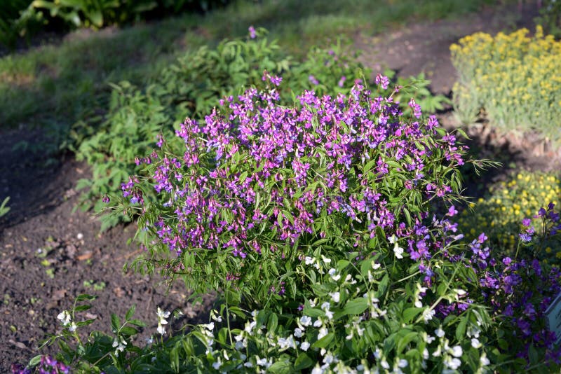 Lathyrus Vernus (spring Vetchling or Spring Pea) Stock Image - Image of ...