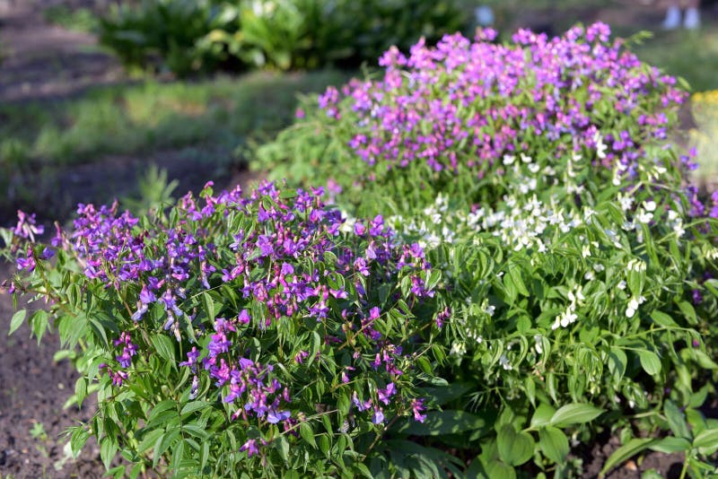 Lathyrus Vernus (spring Vetchling or Spring Pea) Stock Photo - Image of ...