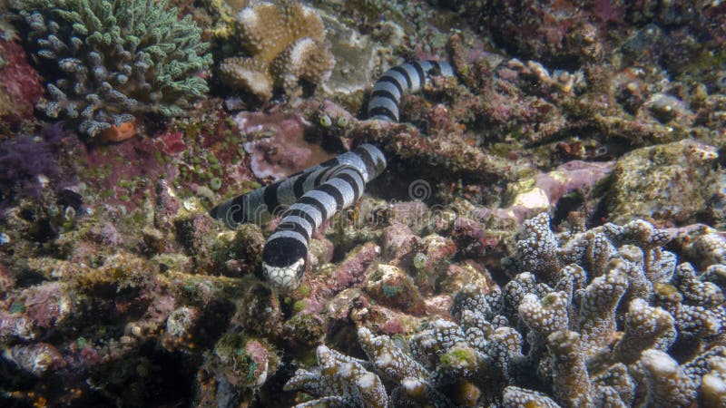 Laticaudata Di Laticauda O Blackbanded SeaKrait Fotografia Stock ...