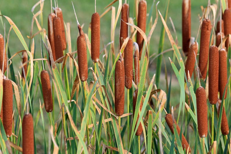 Typha photo stock. Image du fleuraison, jonc, nature - 46129808
