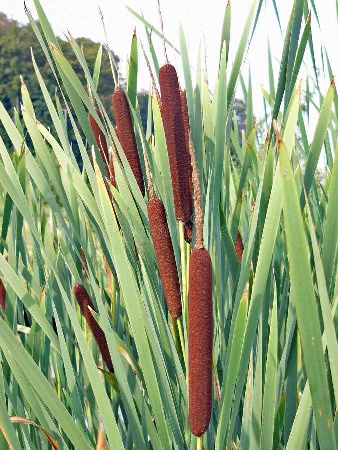 O Latifolia Do Typha, Junco Comum, Cattail Broadleaf, Grande Reedmace ...