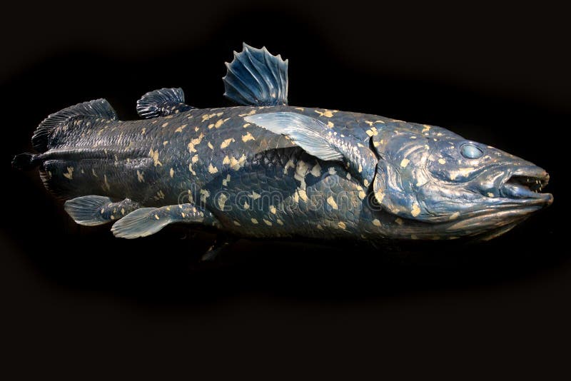 Latimeria fish isolated stock photo. Image of latimeria - 151389924