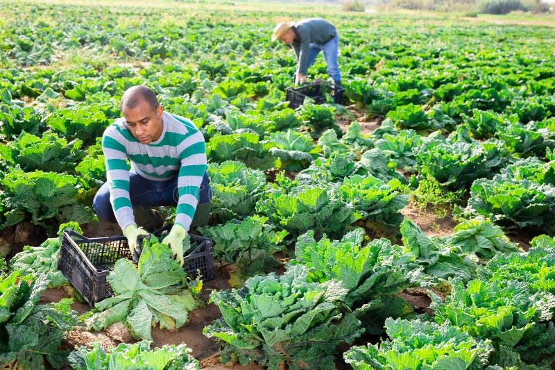 Latin American Farm Worker Gathering Crop of Savoy Cabbage Stock Image ... Latin American Farm Worker Gathering Crop of Savoy Cabbage Stock Image ...