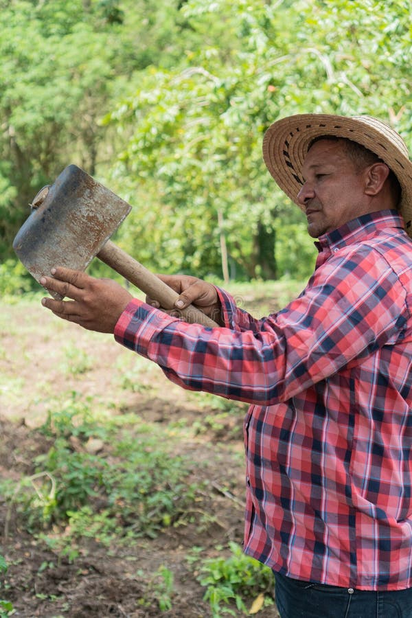Latin Farmer Working in the Orchard, Checking His Work Equipment Stock ...