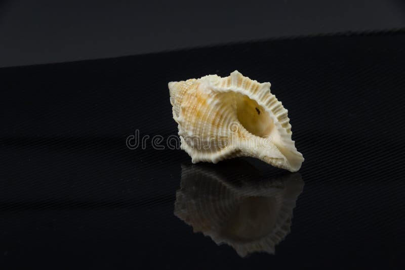 Latirus Polygonus Beautiful Sea Shell on a Black Background Stock Image ...
