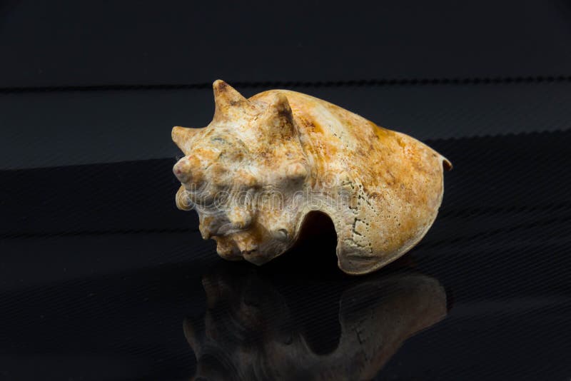 Latirus Polygonus Beautiful Sea Shell on a Black Background Stock Image ...