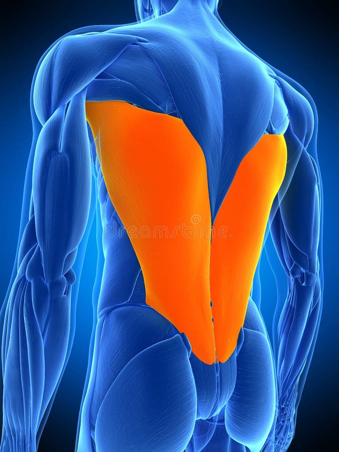 The latissimus dorsi stock illustration. Illustration of back - 72486795