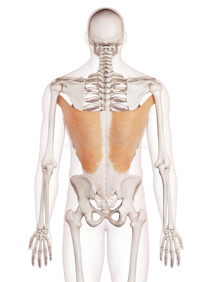 Latissimus Dorsi Back Muscles 3d Medical Vector Illustration Stock ...