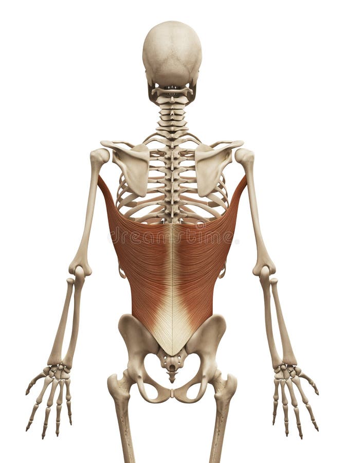 The Latissimus Dorsi Stock Illustration - Image: 45575629