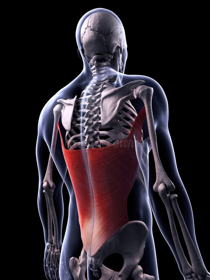 The Latissimus Dorsi Muscle Stock Illustration - Illustration of ...