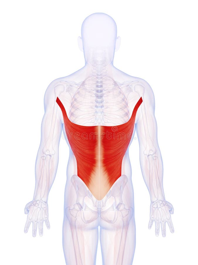 The Latissimus Dorsi Muscle Stock Illustration - Illustration of back ...